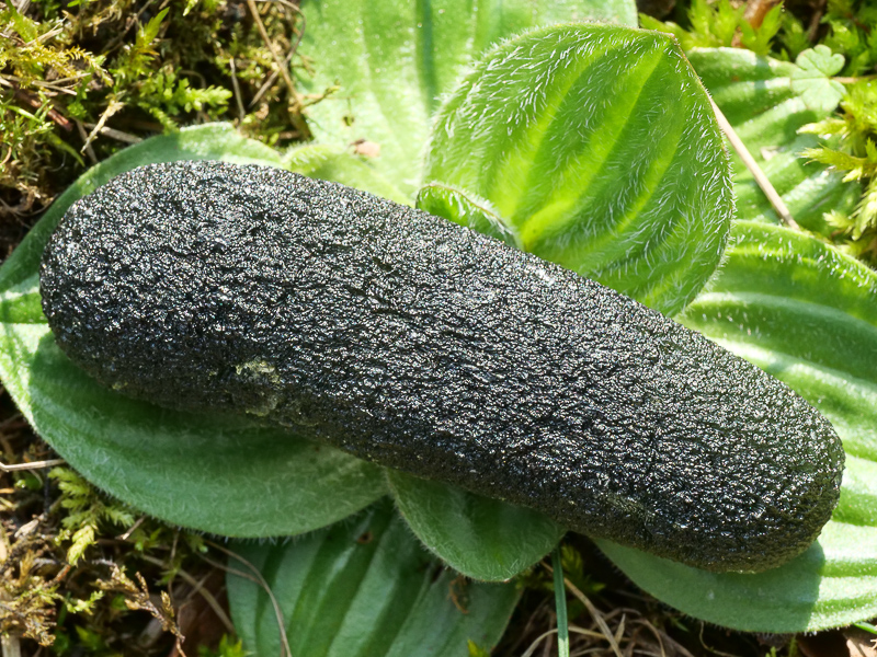 Vltavín 30,5 g - H2583 | Top vltavíny - prodej vltavínů